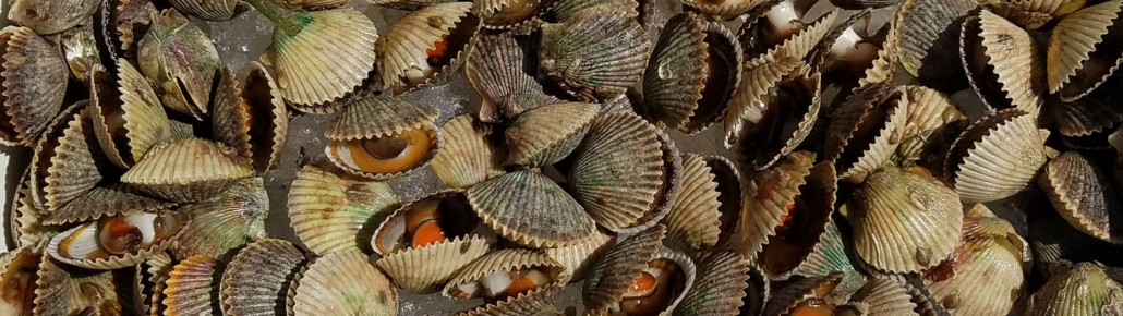 Home - Scallop Adventures LLC