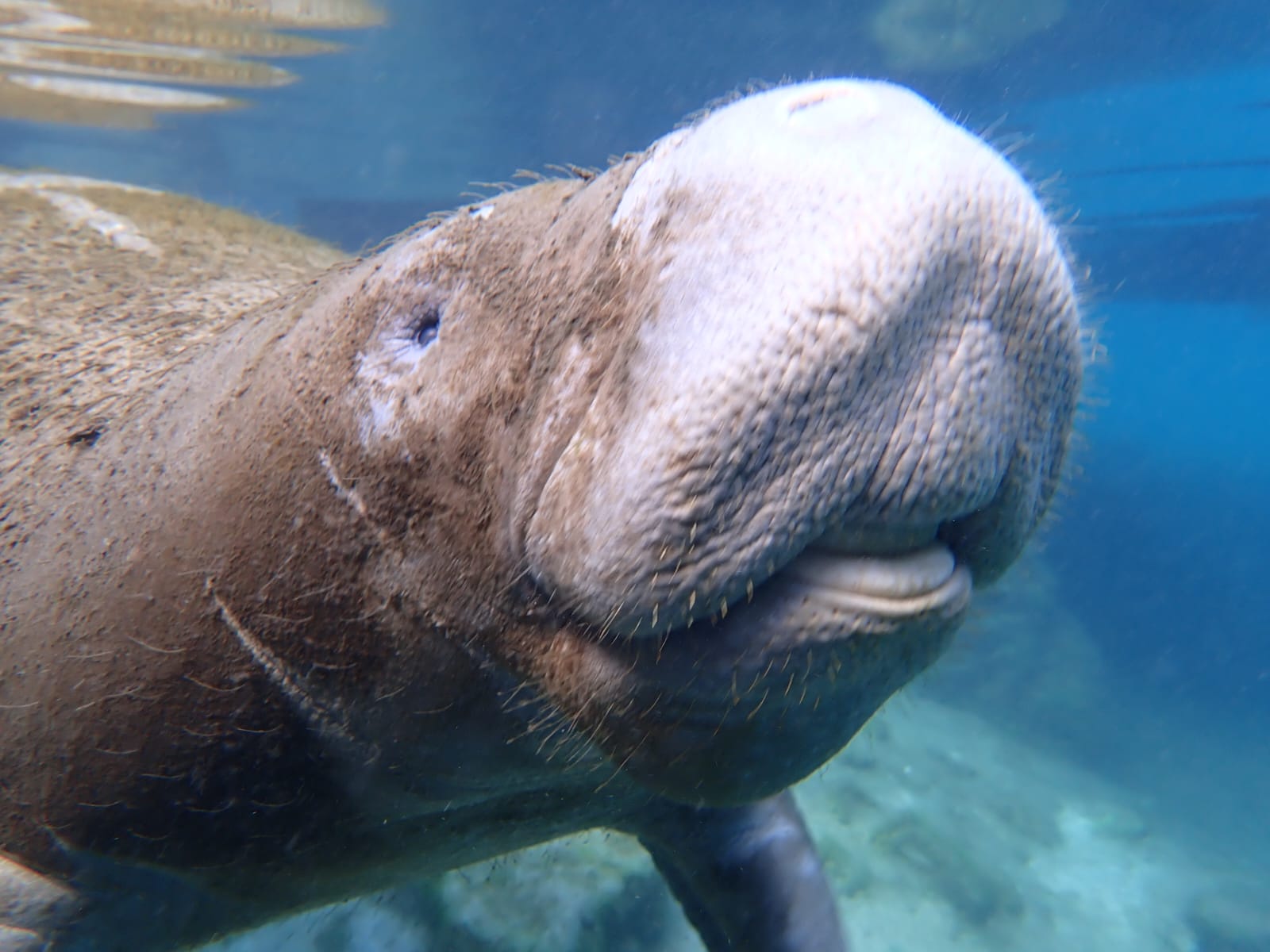 February 17 2025 10m swim with Manatees Tour Crystal River Florida ...